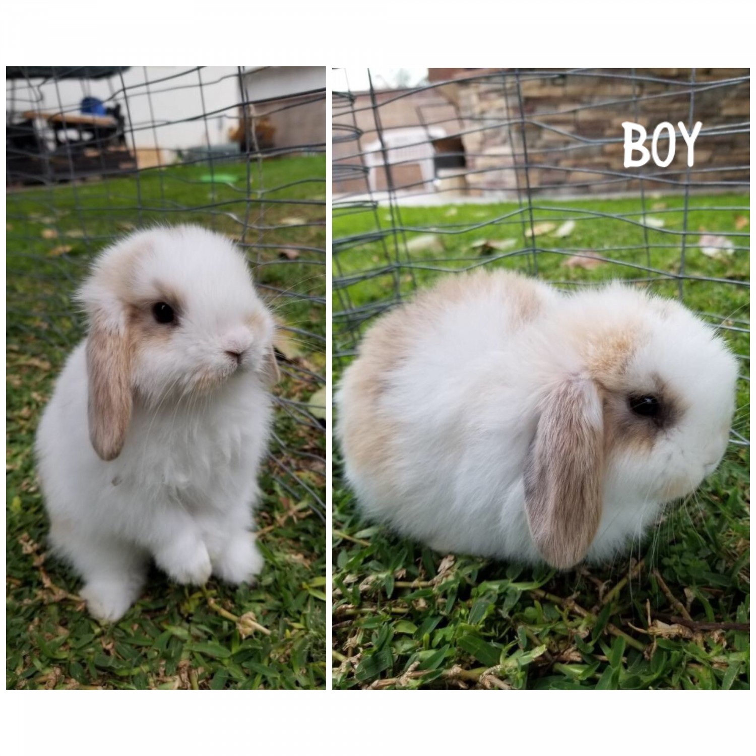 Holland Lop Rabbits For Sale | Downey, CA #298153