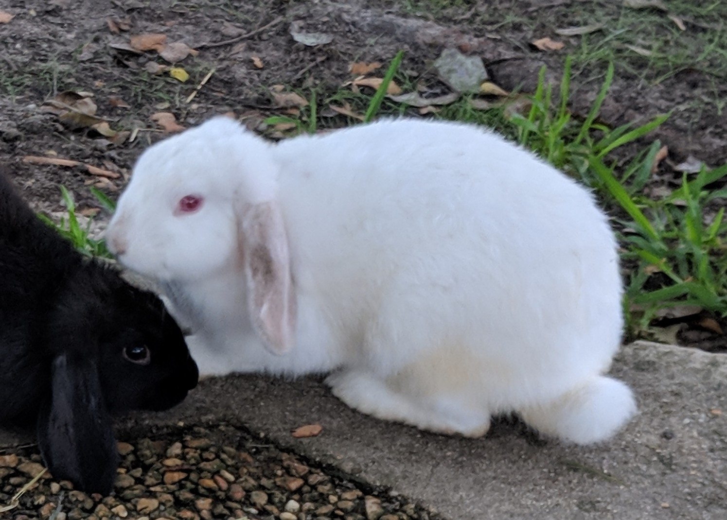 Holland Lop Rabbits For Sale | Slidell, LA #327553