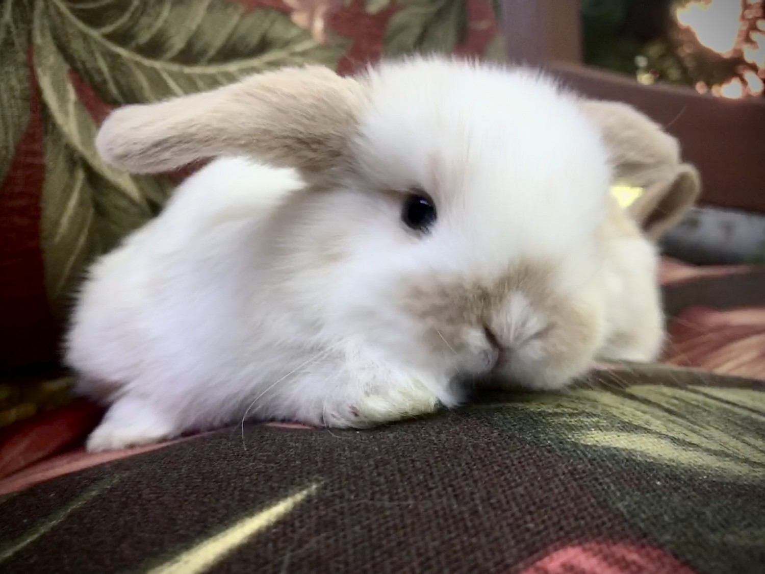 Holland Lop Rabbits For Sale | Hermitage, TN #333009
