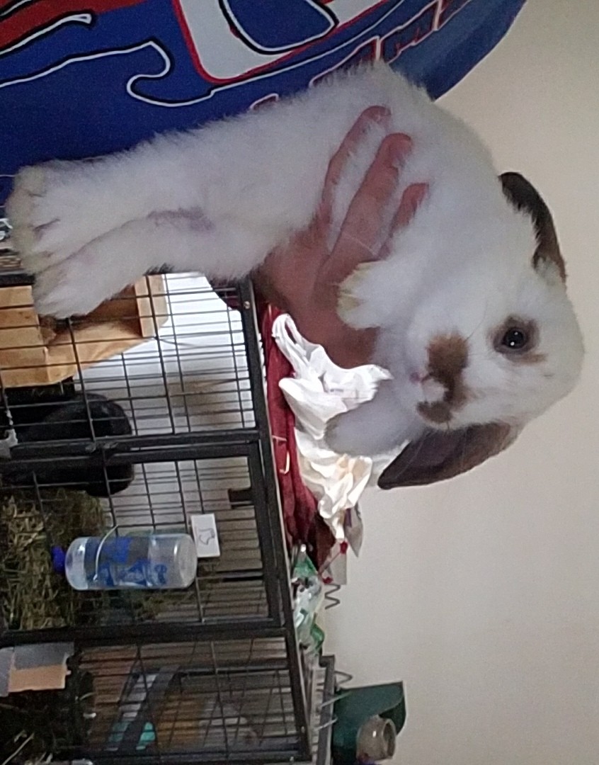 Holland Mini-Lop Rabbits For Sale | Toms River, NJ #194853