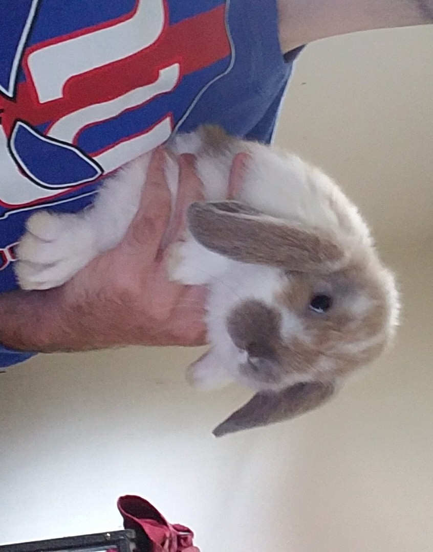 Holland Mini-Lop Rabbits For Sale | Toms River, NJ #194853