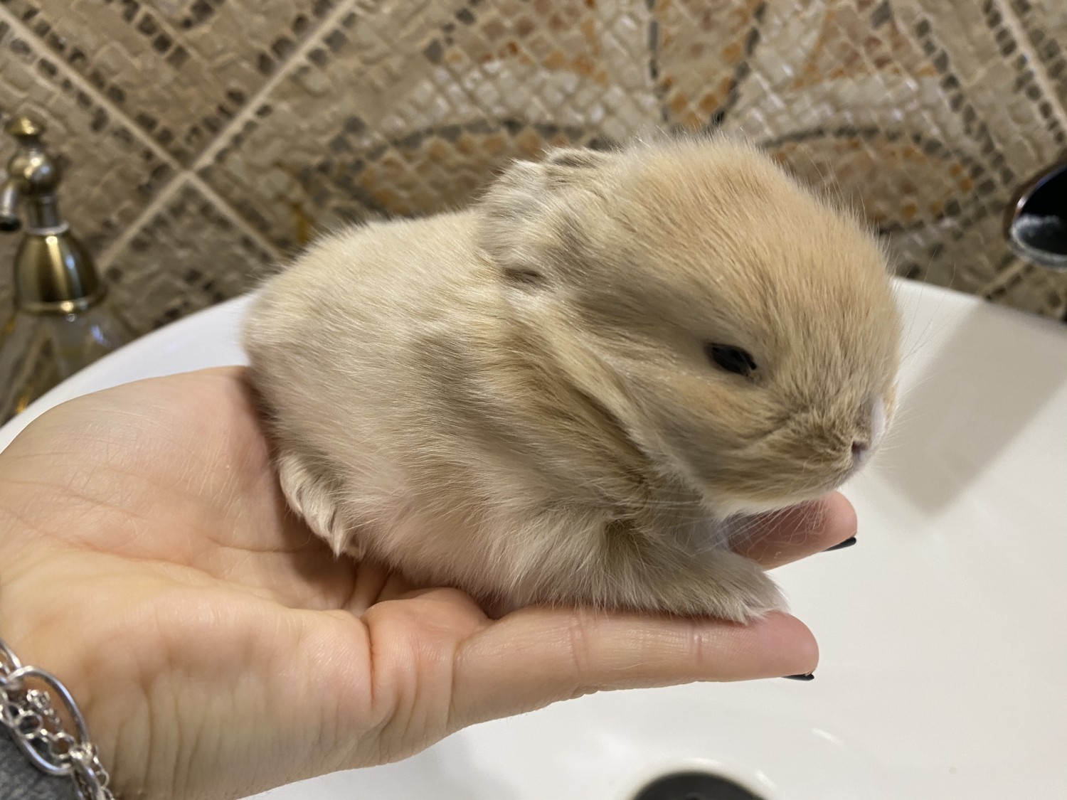 "Holland Mini-Lop" Rabbits For Sale | Union, NJ #322649