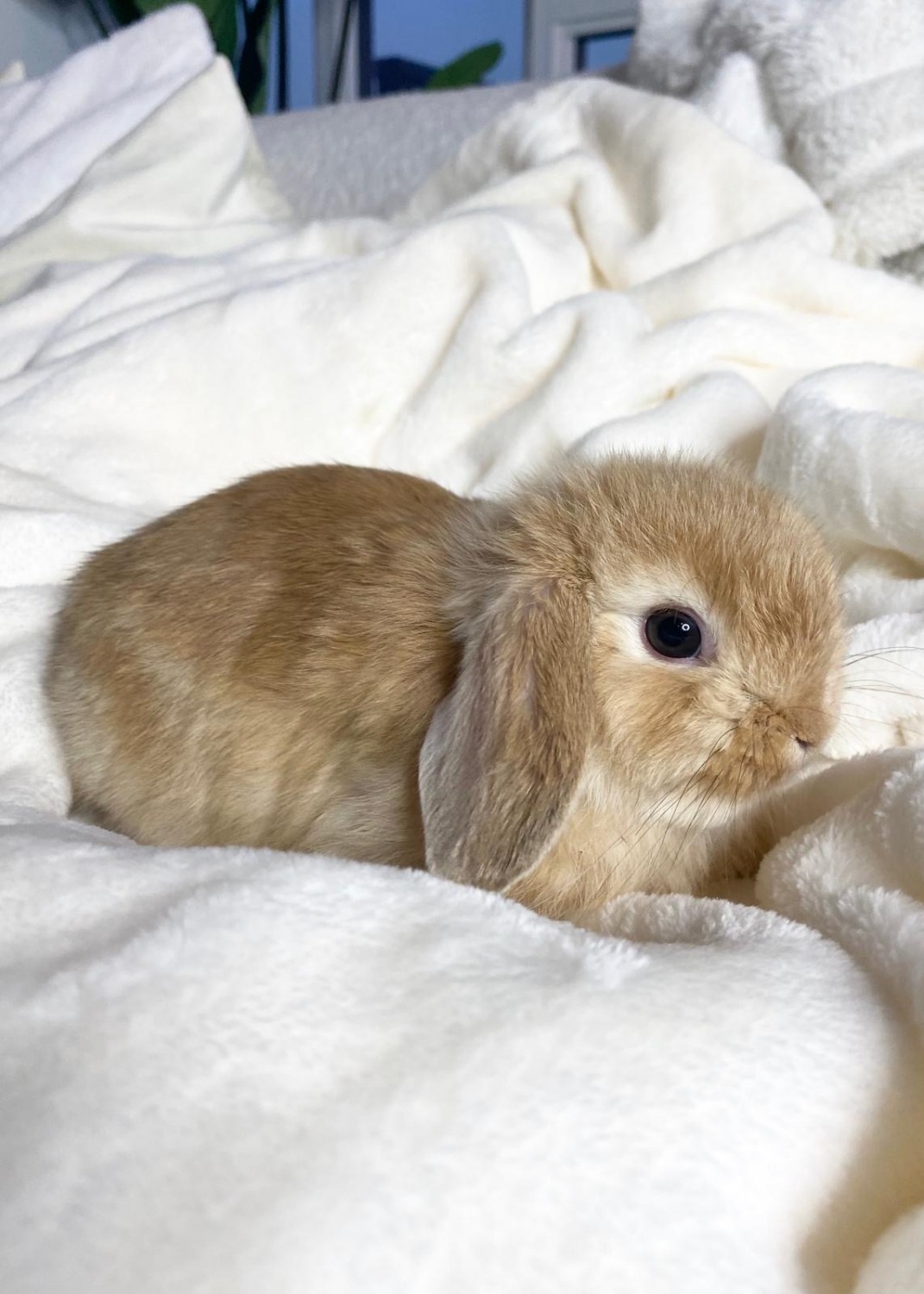 Holland Mini-Lop Rabbits For Sale | Los Angeles, CA #330395