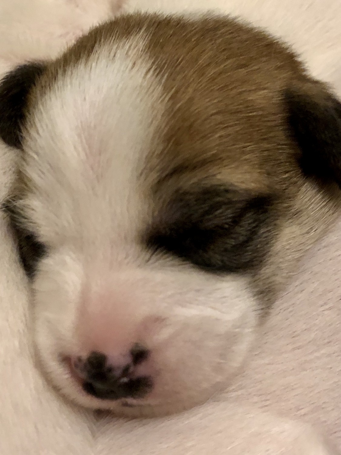 Irish Jack Russell Puppies For Sale | Fredericksburg, TX #325431