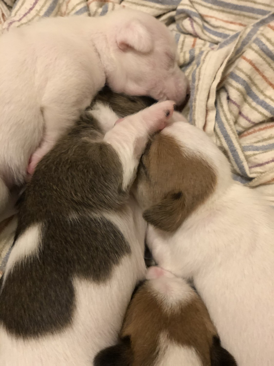 Irish Jack Russell Puppies For Sale | Fredericksburg, TX #325431