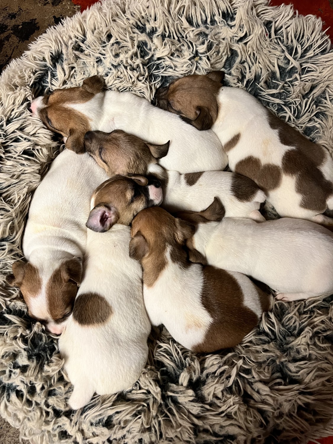 Jack Russell Terrier Puppies For Sale | Dayton, OH #460524