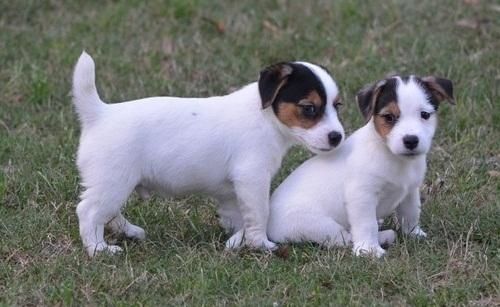 Jack Russell Terrier Puppies For Sale | Jackson, MS #116852