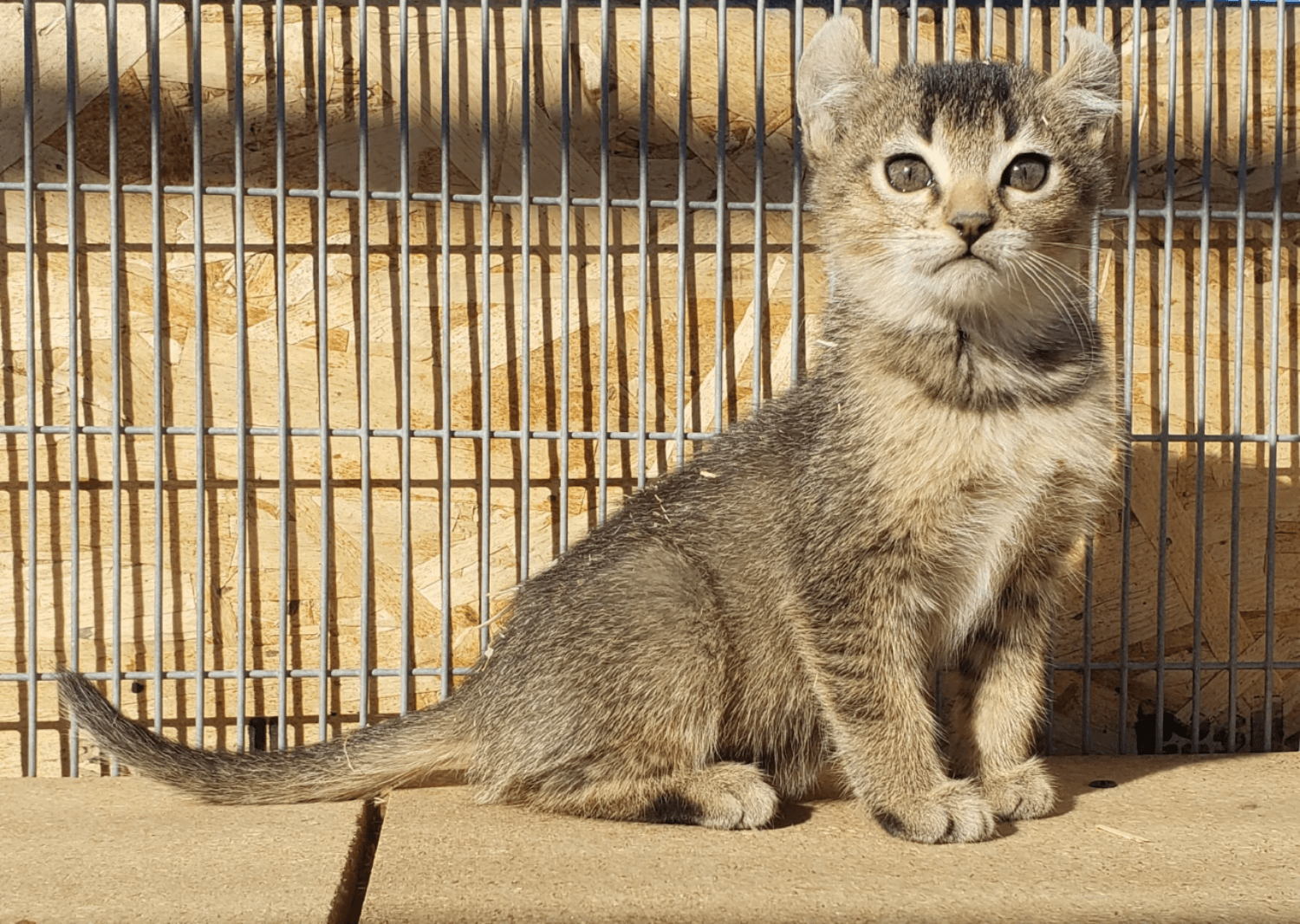 Jaguarundi Curl vs Farm Cat - Breed Comparison | MyCatBreeds