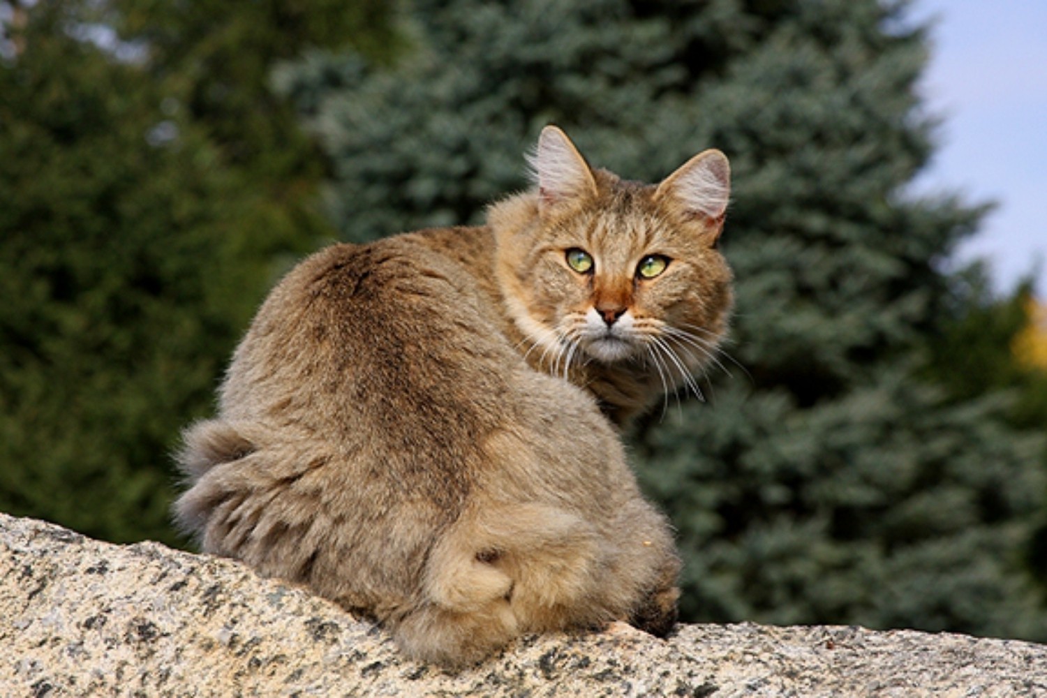 Savannah vs Jungle-Bob - Breed Comparison | MyCatBreeds