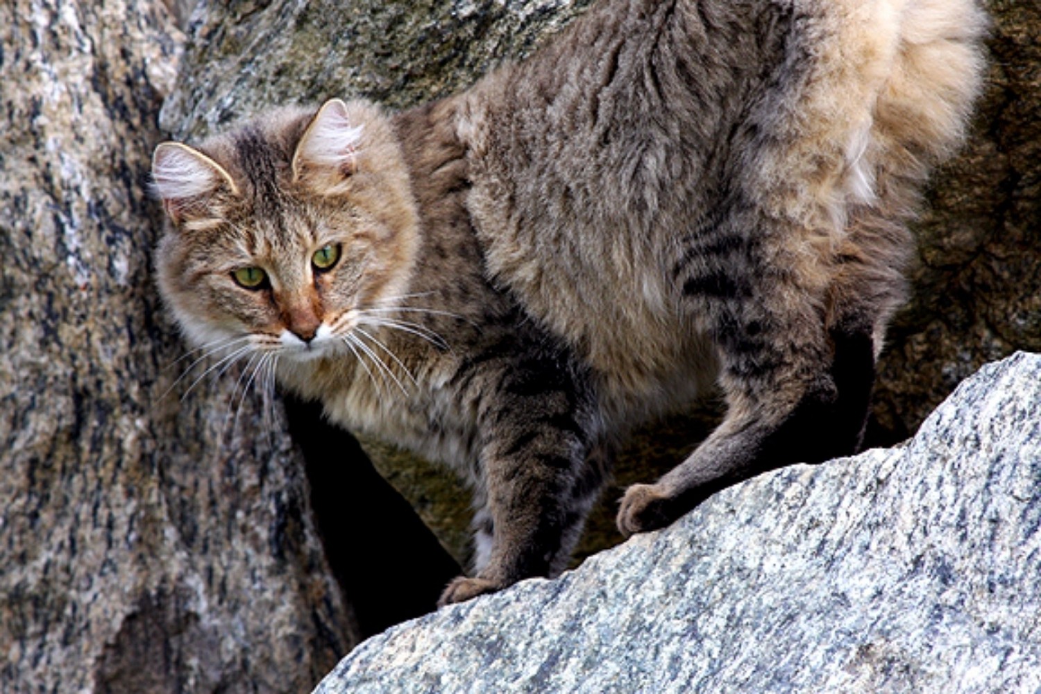 Savannah vs Jungle-Bob - Breed Comparison | MyCatBreeds