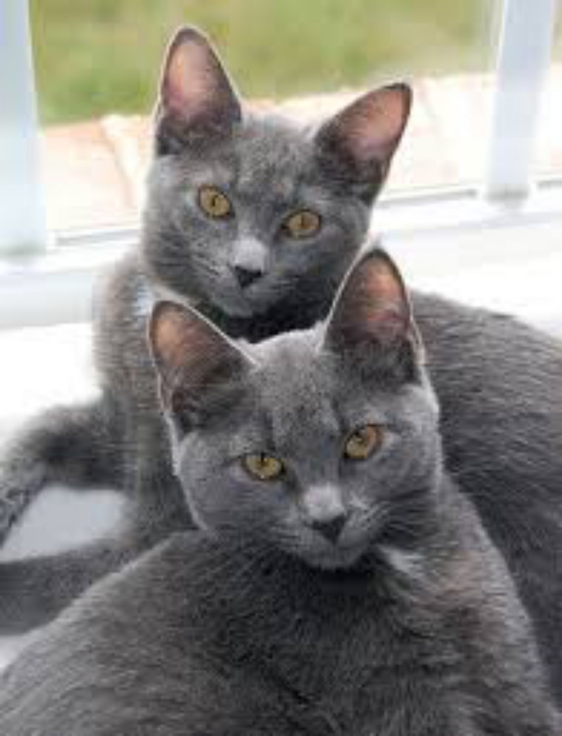 Korat vs Bengal - Breed Comparison | MyCatBreeds