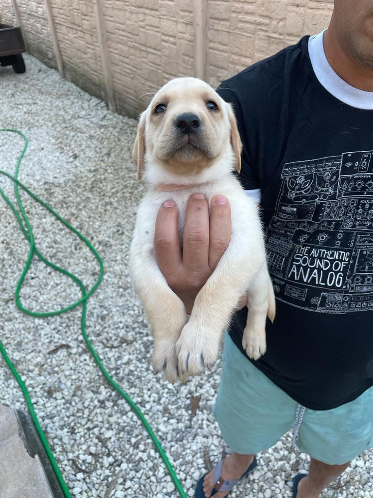 Labrador Retriever Puppies For Sale | Miami, FL #387980