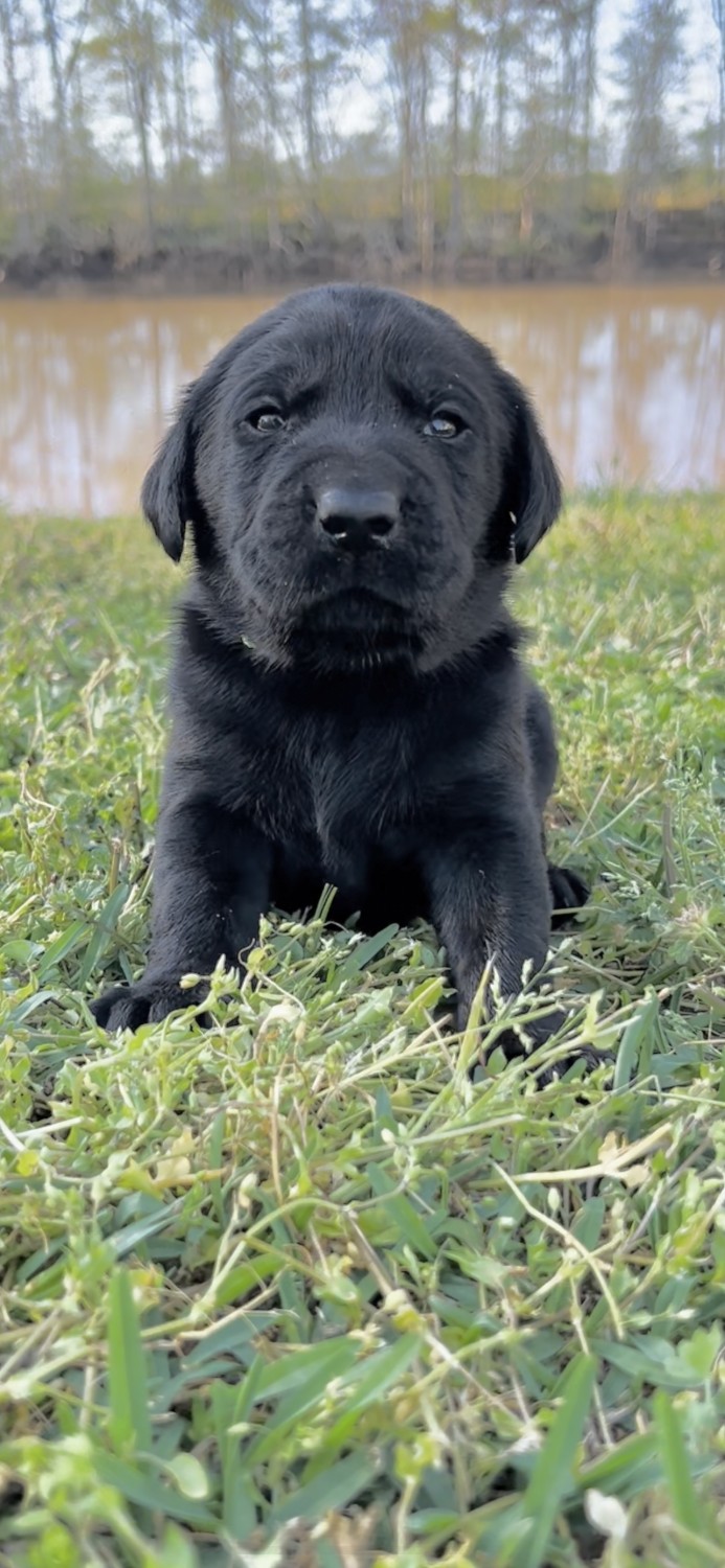 Labrador Retriever Puppies For Sale | Opelousas, LA #417020