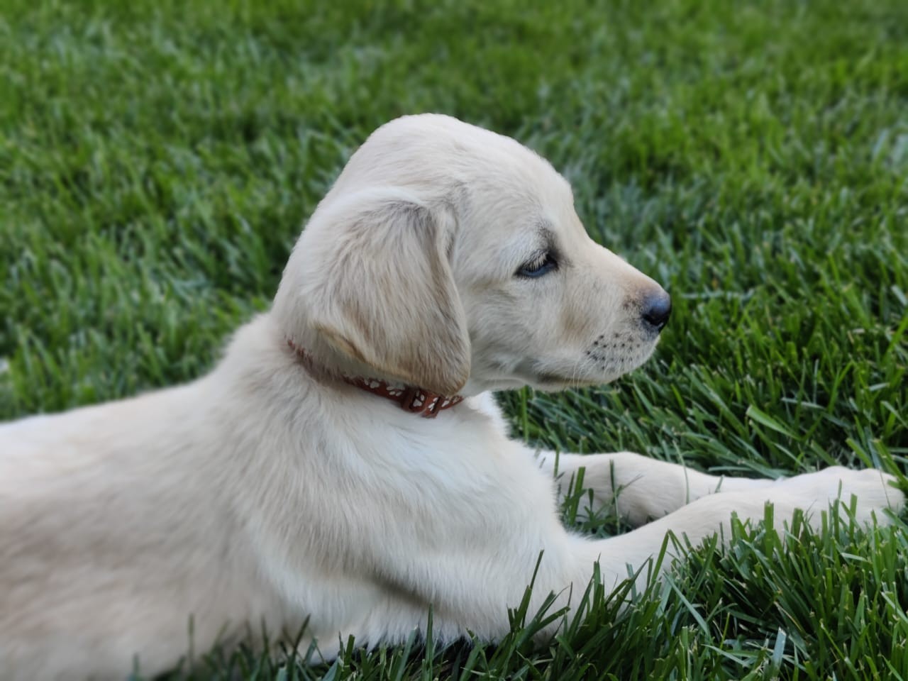Labrador Retriever Puppies For Sale | Fairfax, VA #423547