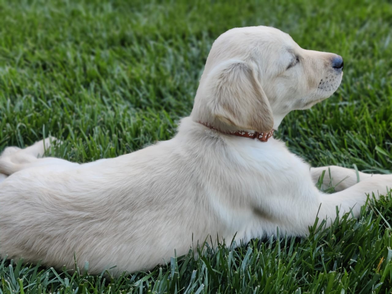 Labrador Retriever Puppies For Sale | Fairfax, VA #423547