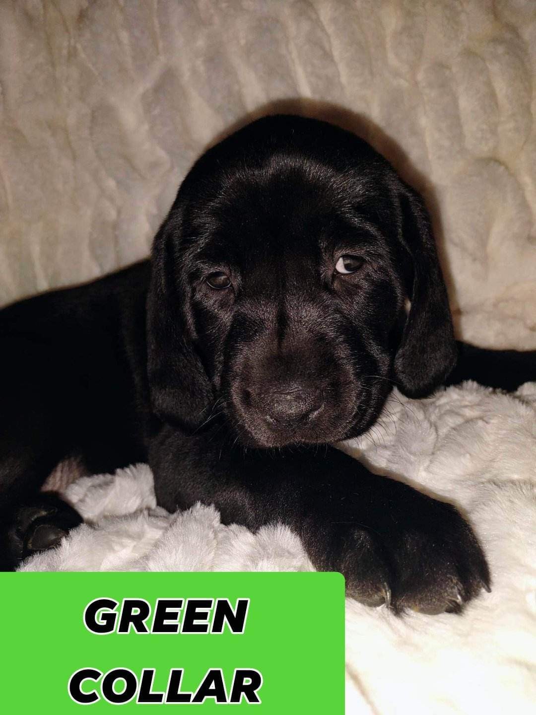 Labrador Retriever Puppies For Sale | Commodore, PA #495741