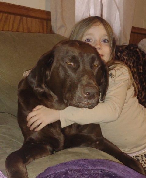 Labrador Retriever Puppies For Sale | Commodore, PA #495741