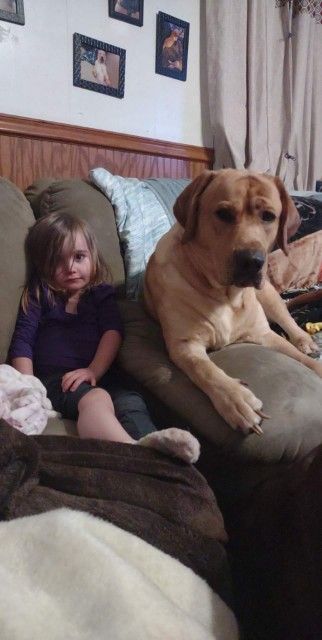 Labrador Retriever Puppies For Sale | Commodore, PA #495741