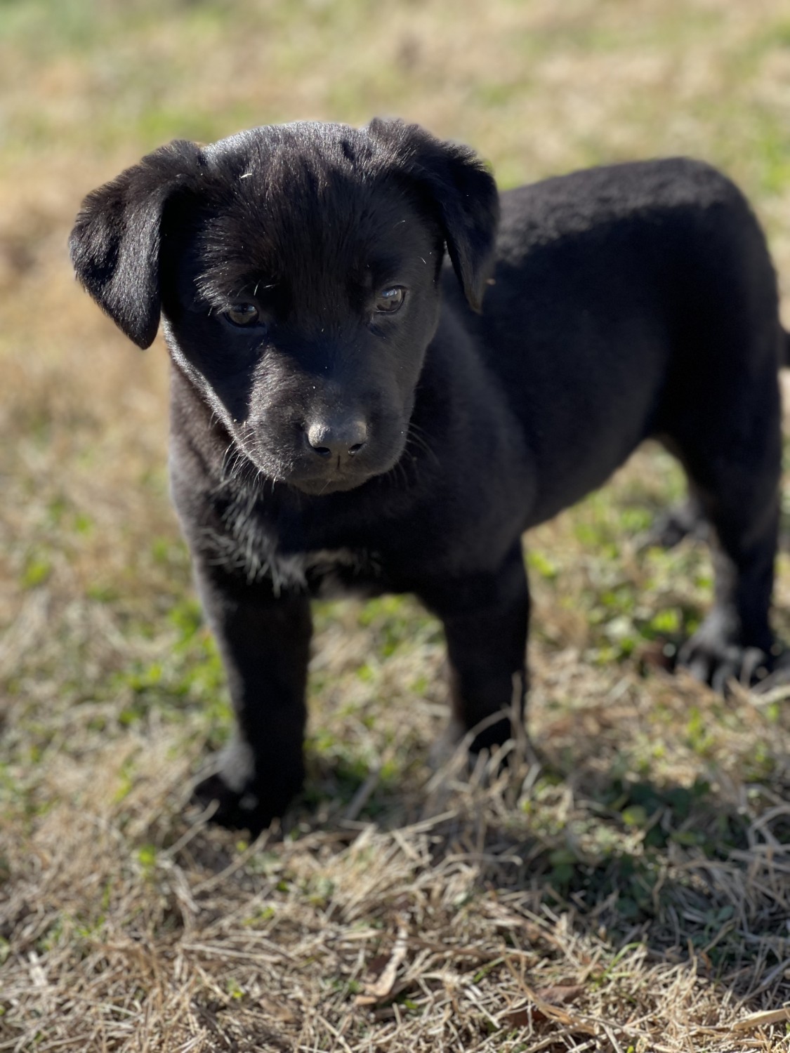 Labrador Retriever Puppies For Sale | Spartanburg, SC #496434