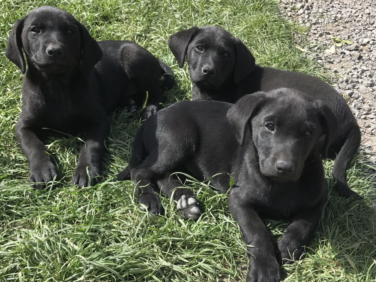 Labrador Retriever Puppies For Sale | Centreville, VA #203692