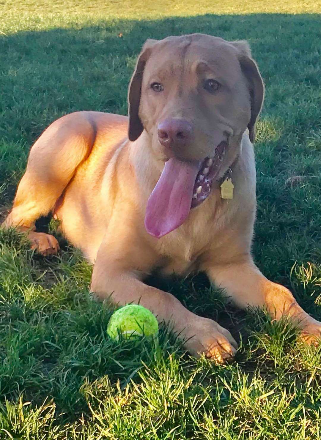 Labrador Retriever Puppies For Sale | Seguin, TX #258613