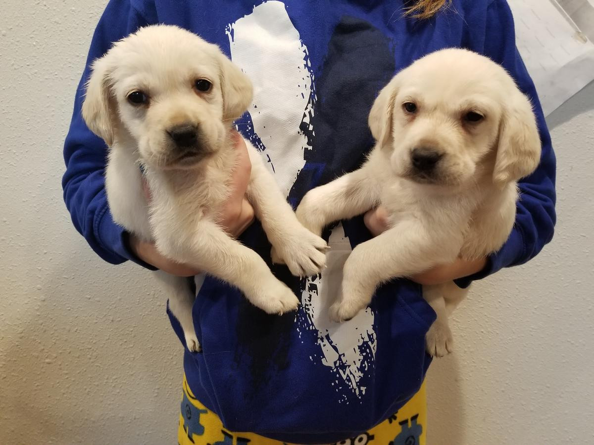 Labrador Retriever Puppies For Sale | San Jose, CA #262098