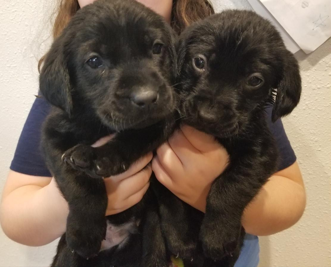 "Labrador Retriever" Puppies For Sale | San Jose, CA #262098