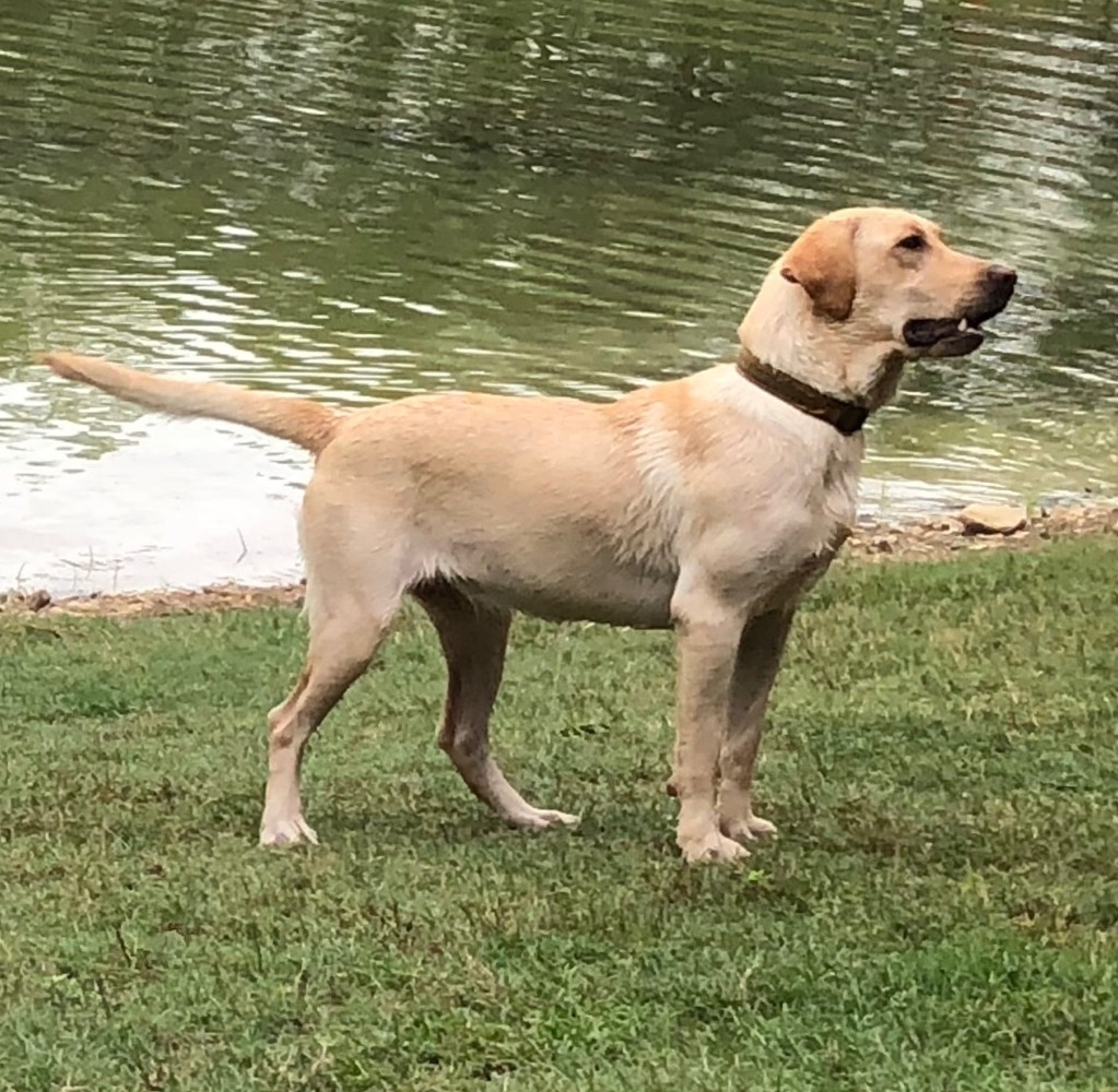 Labrador Retriever Puppies For Sale | Seguin, TX #283657