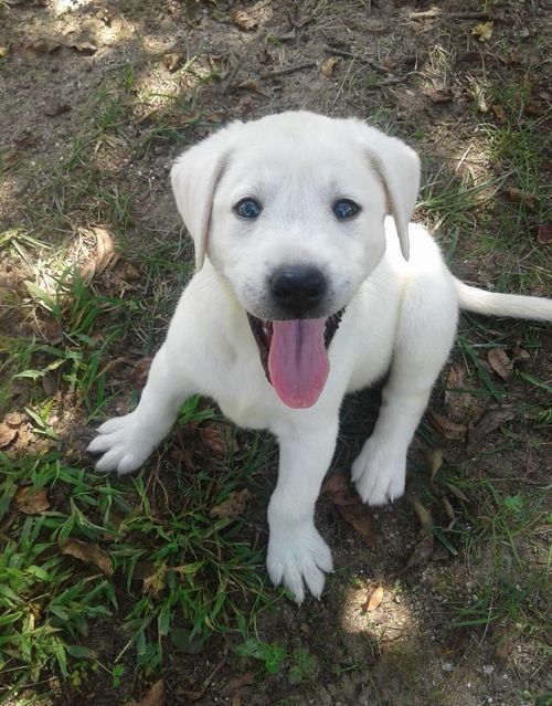 Labrador Retriever Puppies For Sale | Houston, TX #296709