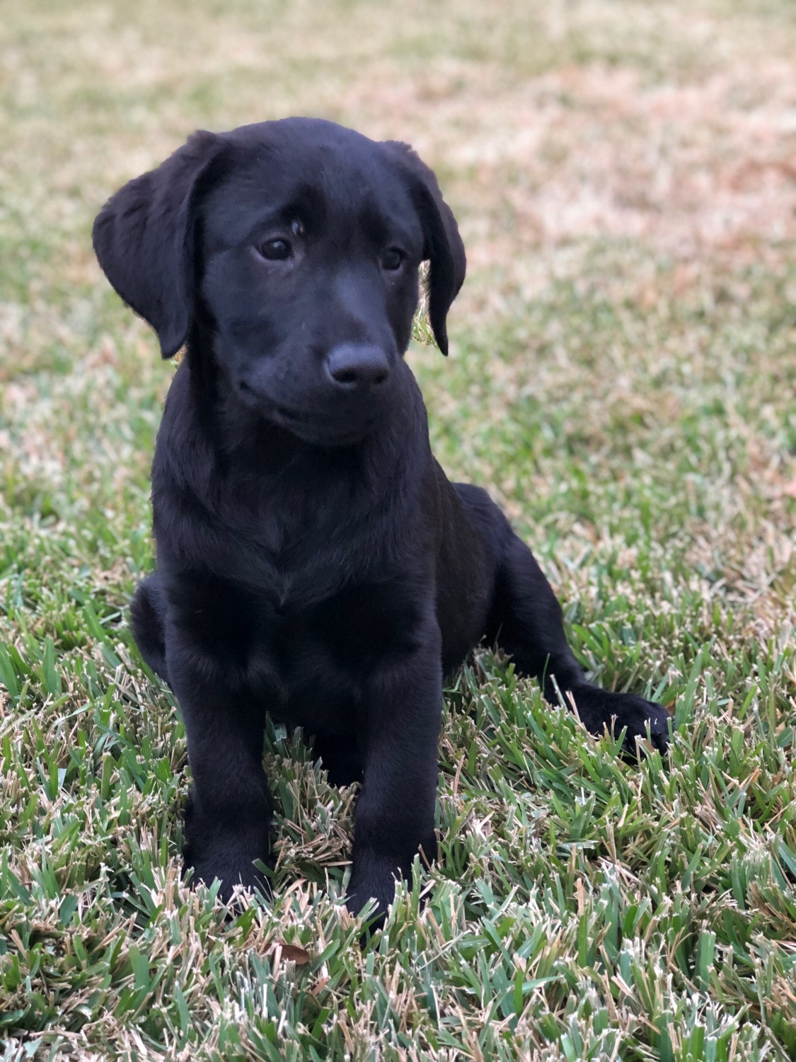Labrador Retriever Puppies For Sale | Houston, TX #319208