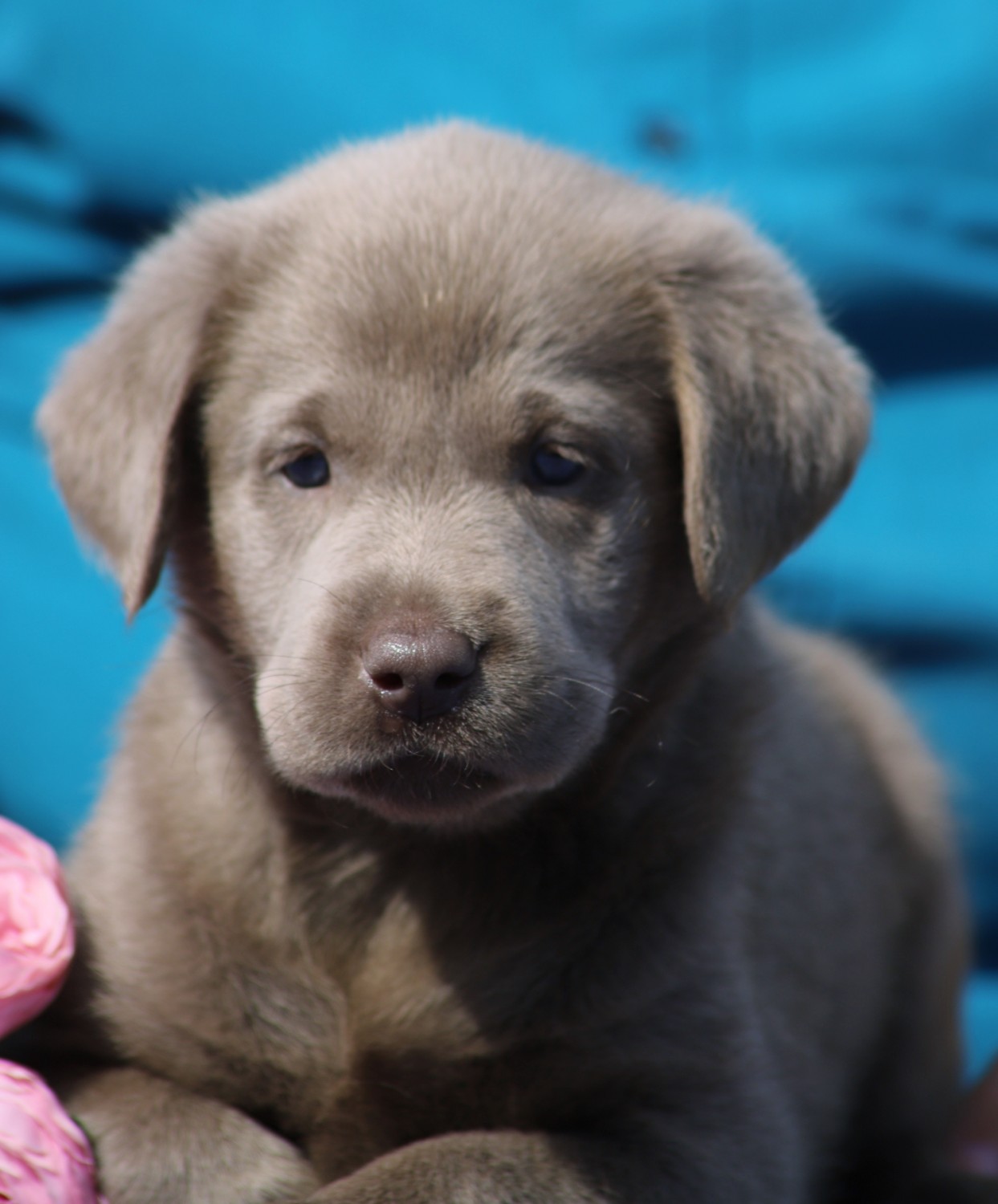 Labrador Retriever Puppies For Sale | Punta Gorda, FL #326109