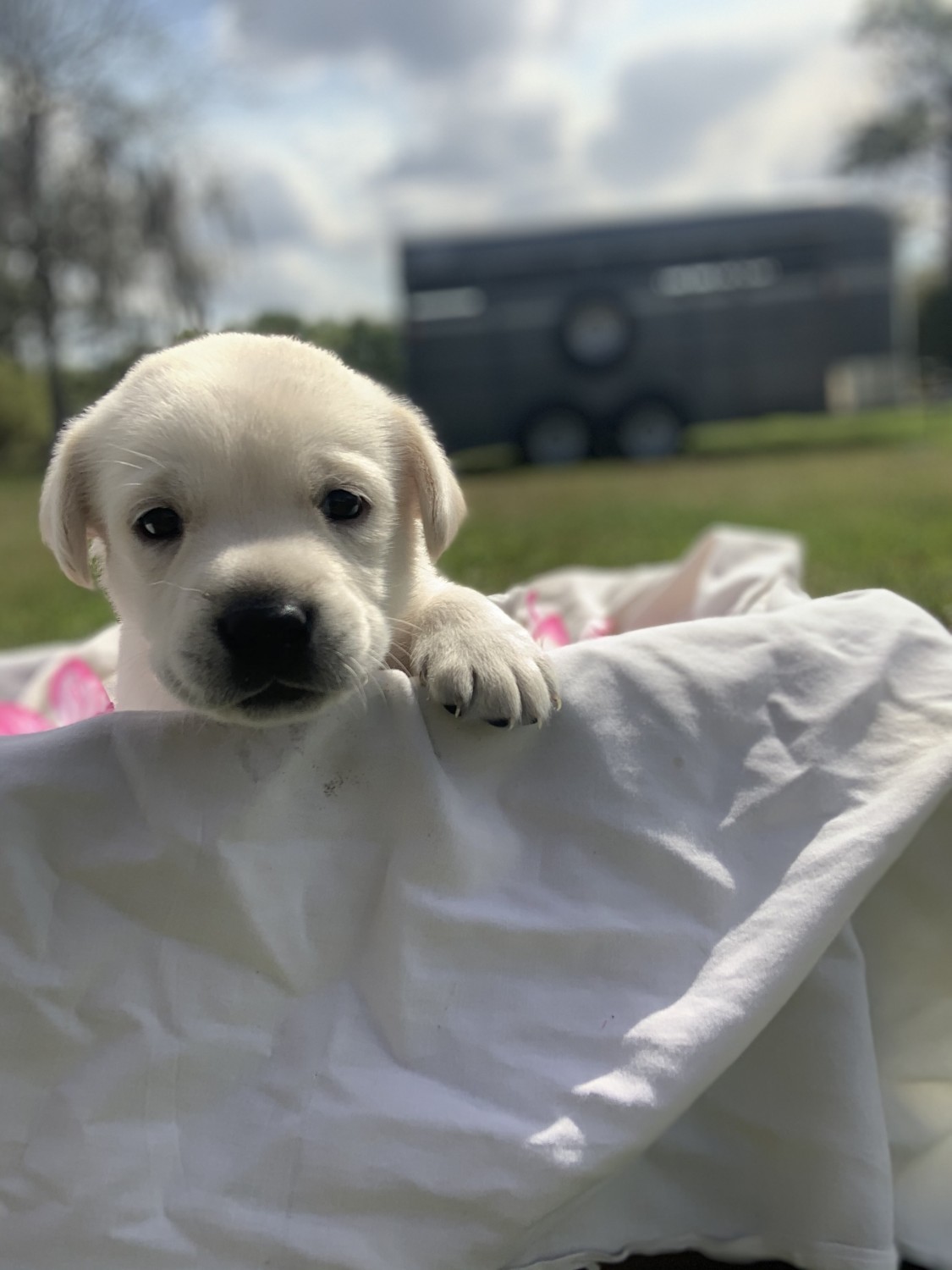 Labrador Retriever Puppies For Sale | St. Cloud, FL #326742