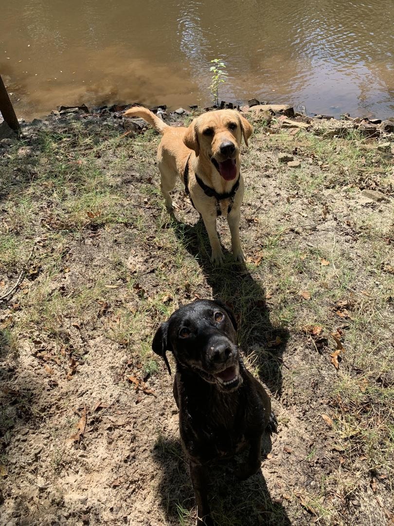 "Labrador Retriever" Puppies For Sale | Fort Worth, TX #328259