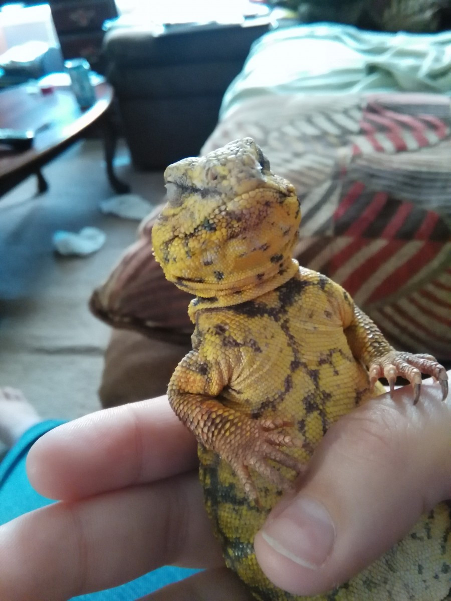 Leopard Gecko Reptiles For Sale | Lexington, SC #167996