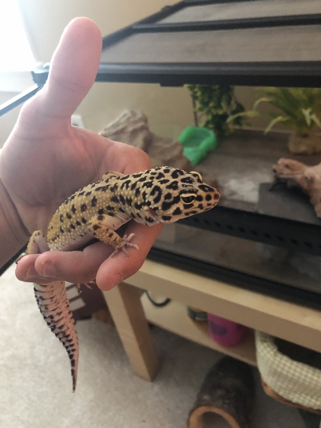 Leopard Gecko Reptiles For Sale | Marietta, GA #311488