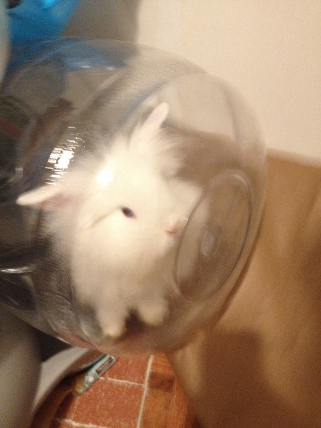 Lionhead rabbit Rabbits For Sale | Minneapolis, MN #263848