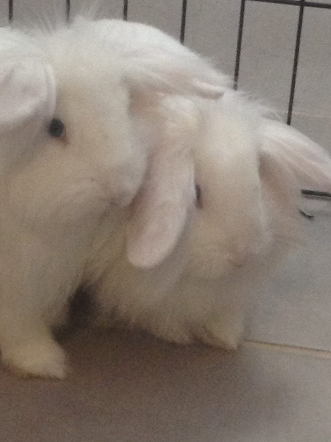 Lionhead rabbit Rabbits For Sale | Minneapolis, MN #263848