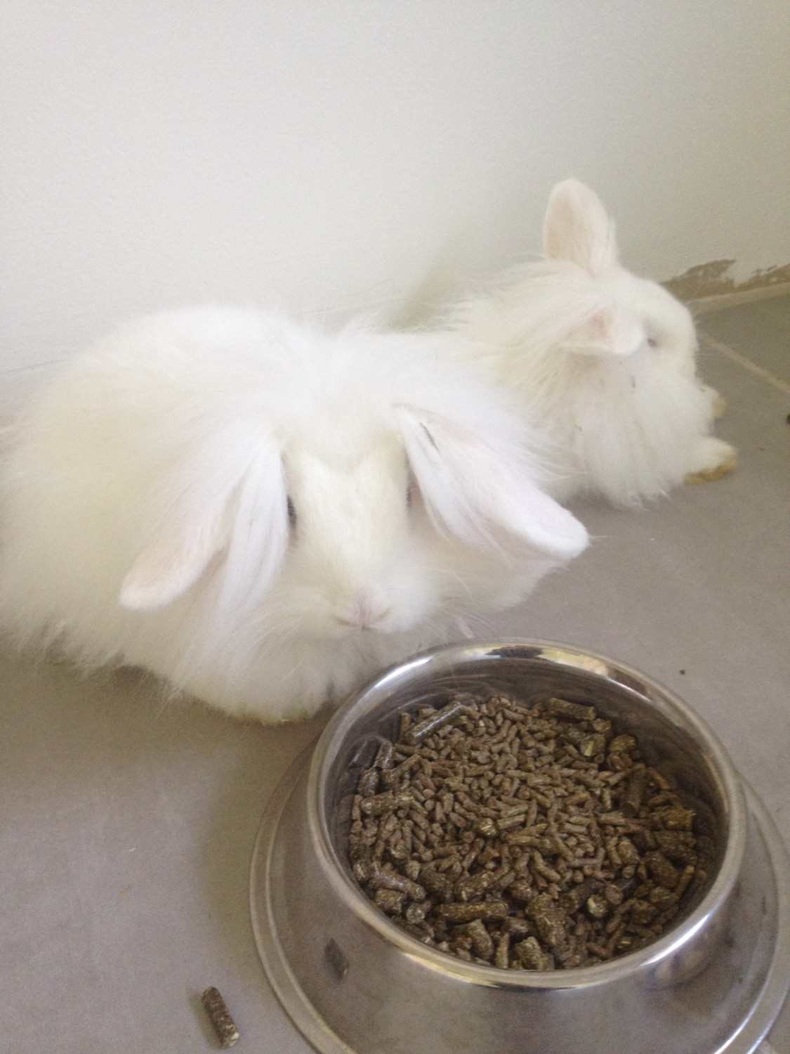 Lionhead rabbit Rabbits For Sale | Minneapolis, MN #263848