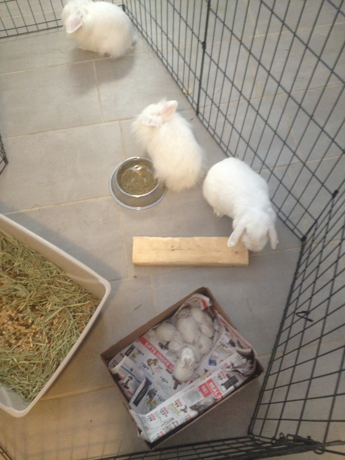 Lionhead rabbit Rabbits For Sale | Minneapolis, MN #263848