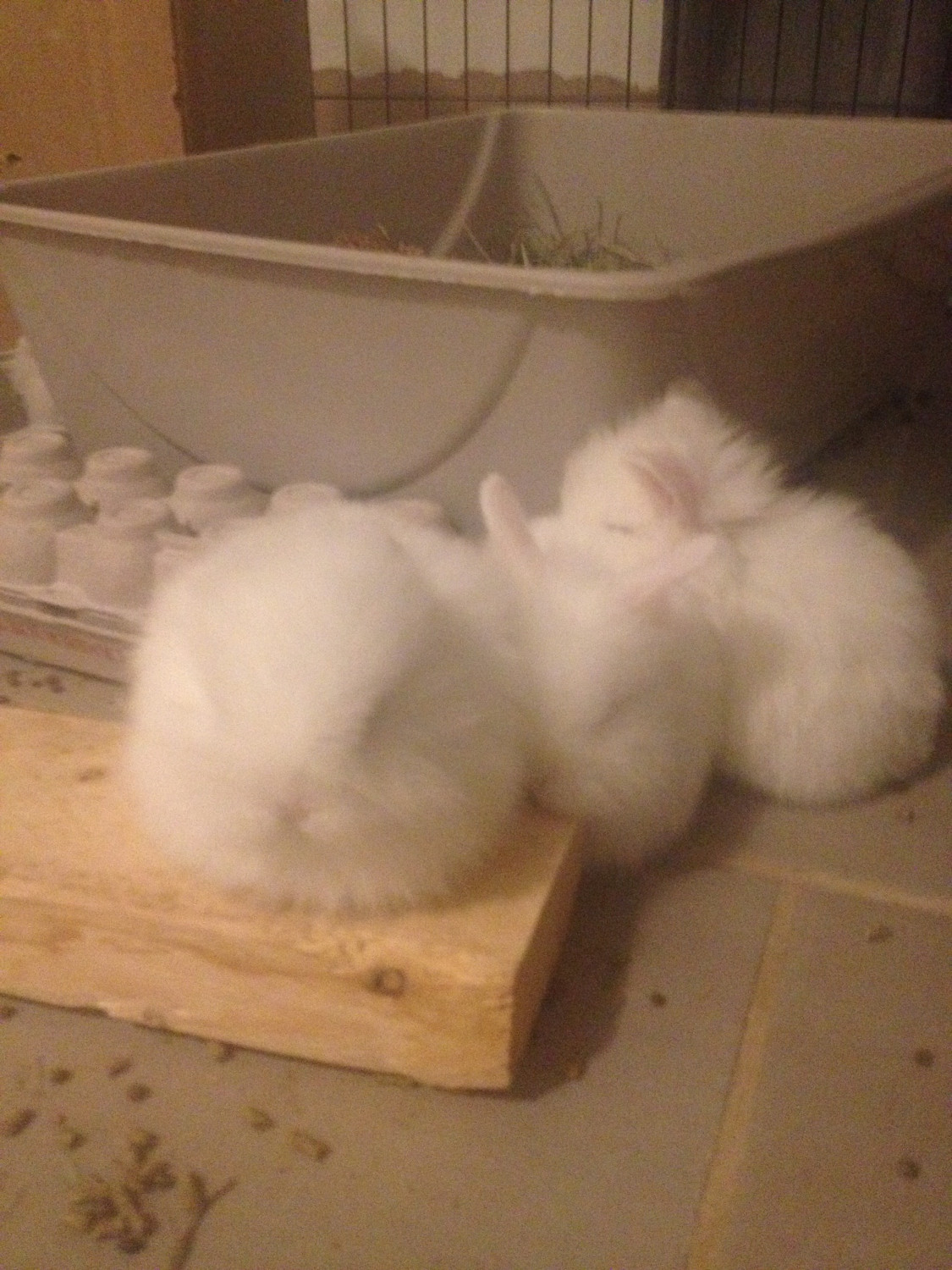 Lionhead rabbit Rabbits For Sale | Minneapolis, MN #263848