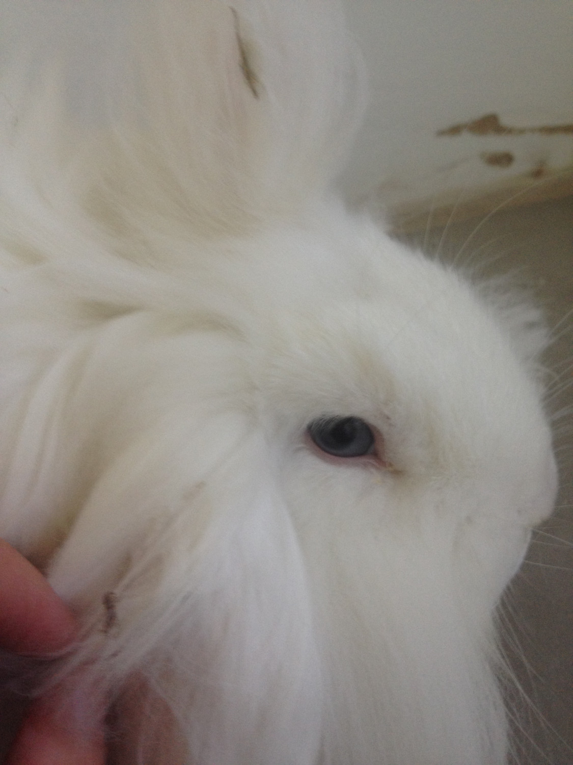 Lionhead rabbit Rabbits For Sale | Minneapolis, MN #263848