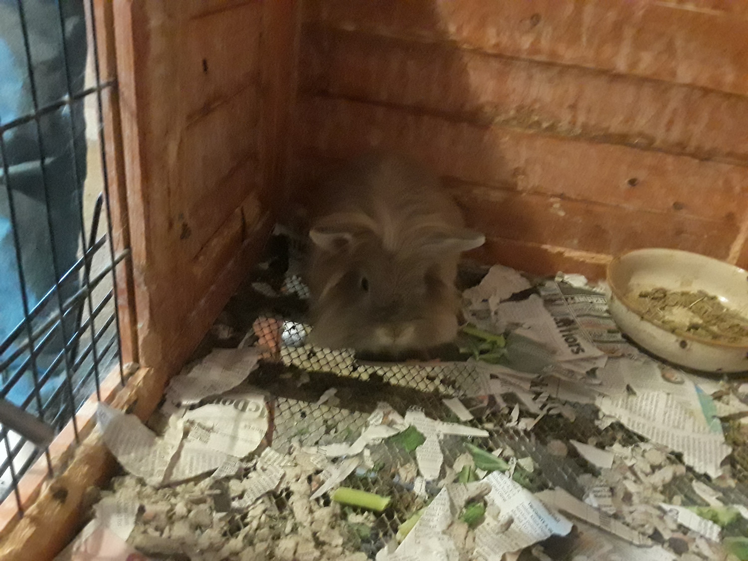 Lionhead rabbit Rabbits For Sale | Marlborough, MA #286439