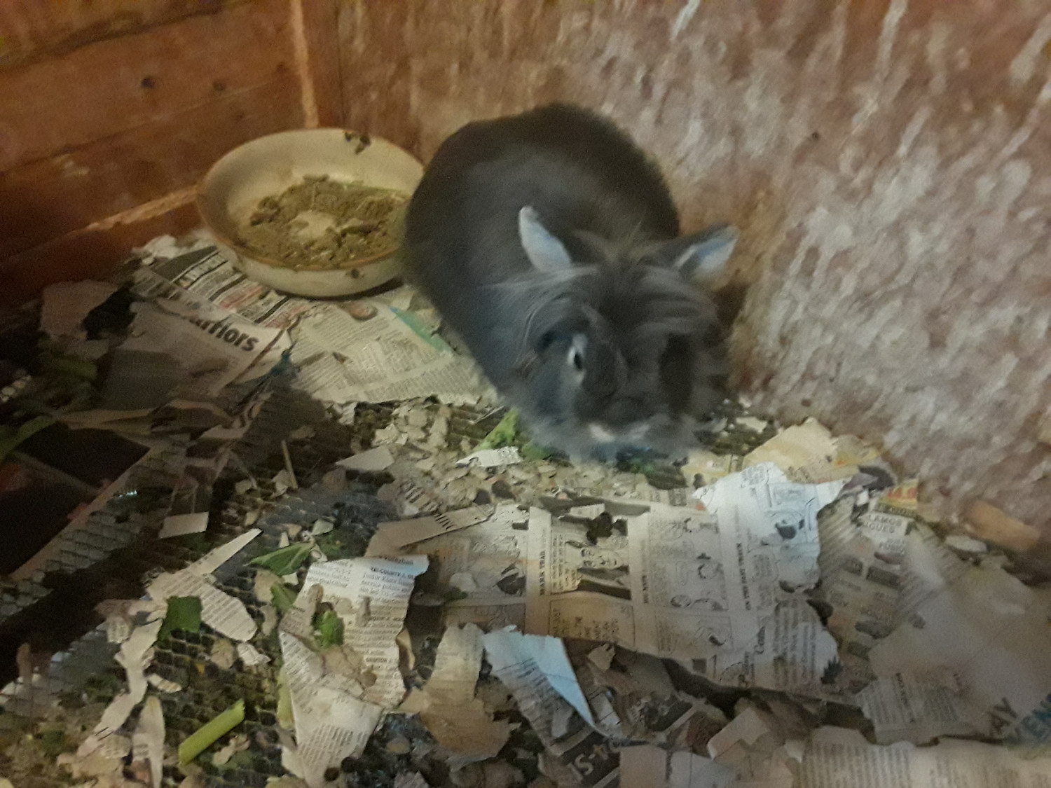 Lionhead rabbit Rabbits For Sale | Marlborough, MA #286439