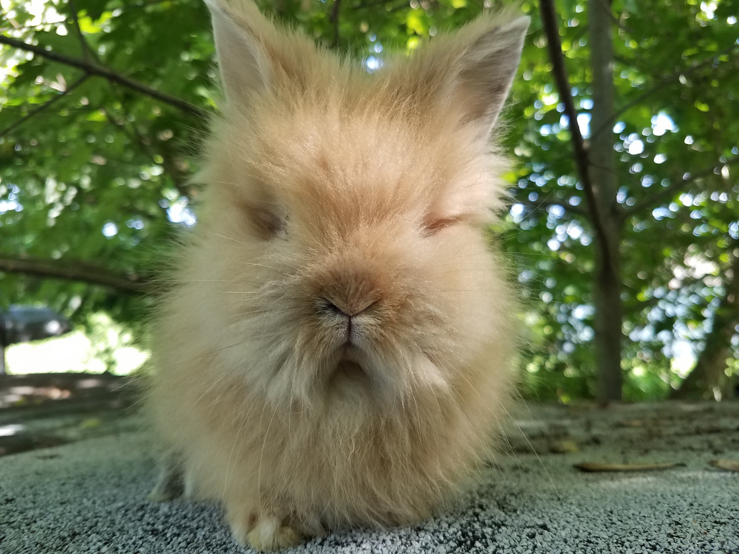 Lionhead rabbit Rabbits For Sale | Roseville, OH #299528