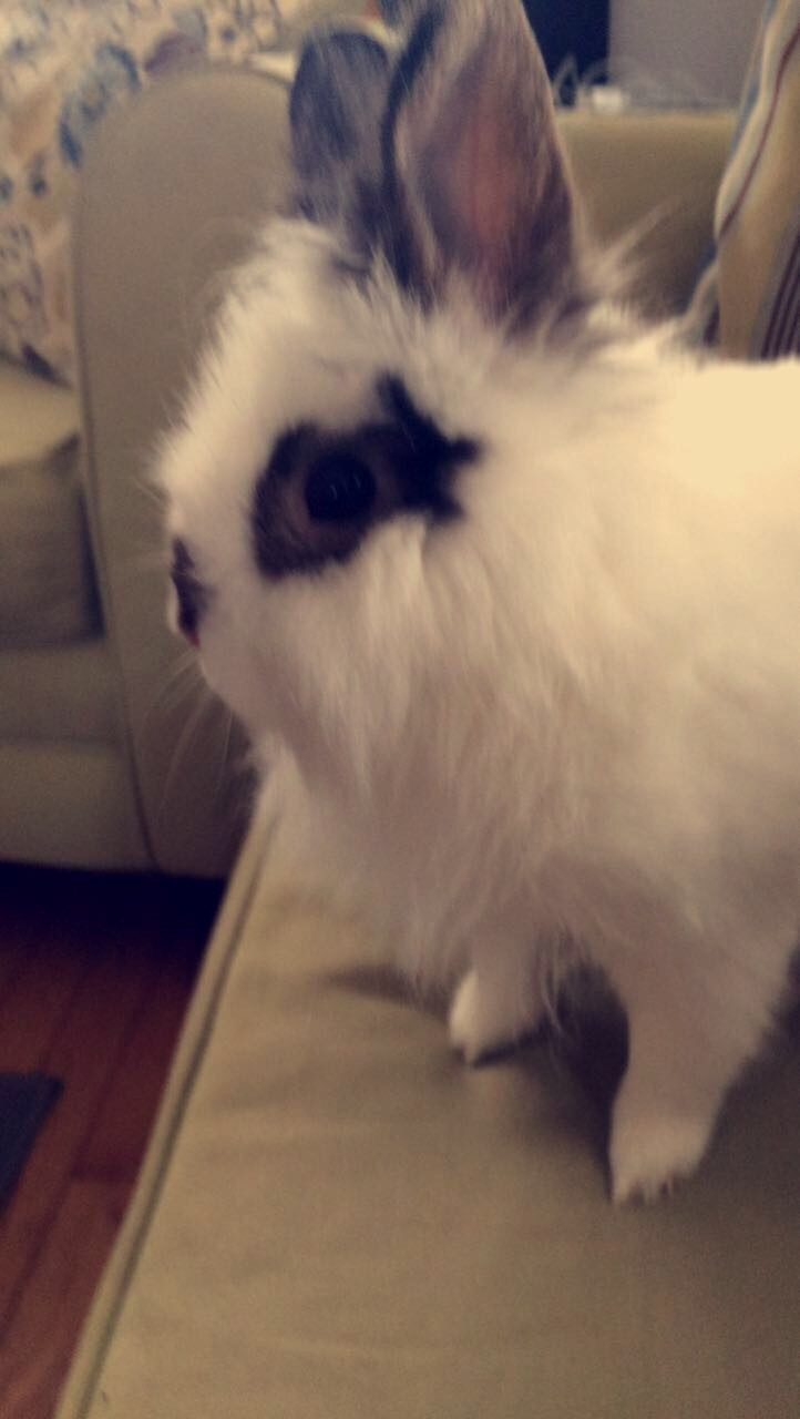 Lionhead rabbit Rabbits For Sale | Brockton, MA #302871