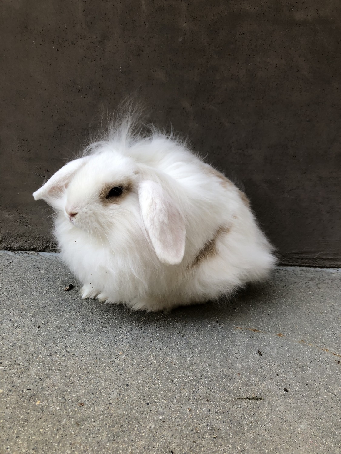 Lionhead rabbit Rabbits For Sale | Anaheim Hills, CA #312005