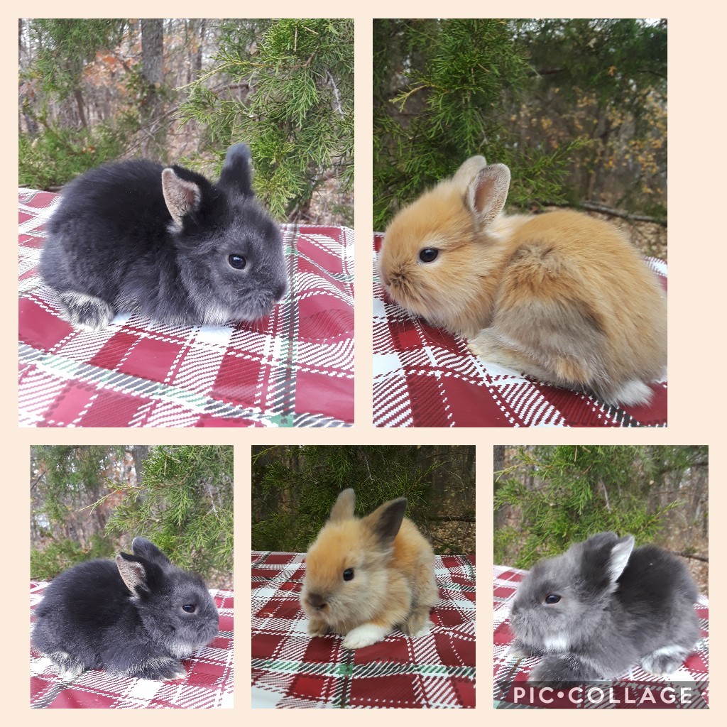 Lionhead rabbit Rabbits For Sale | Waco, TX #317785