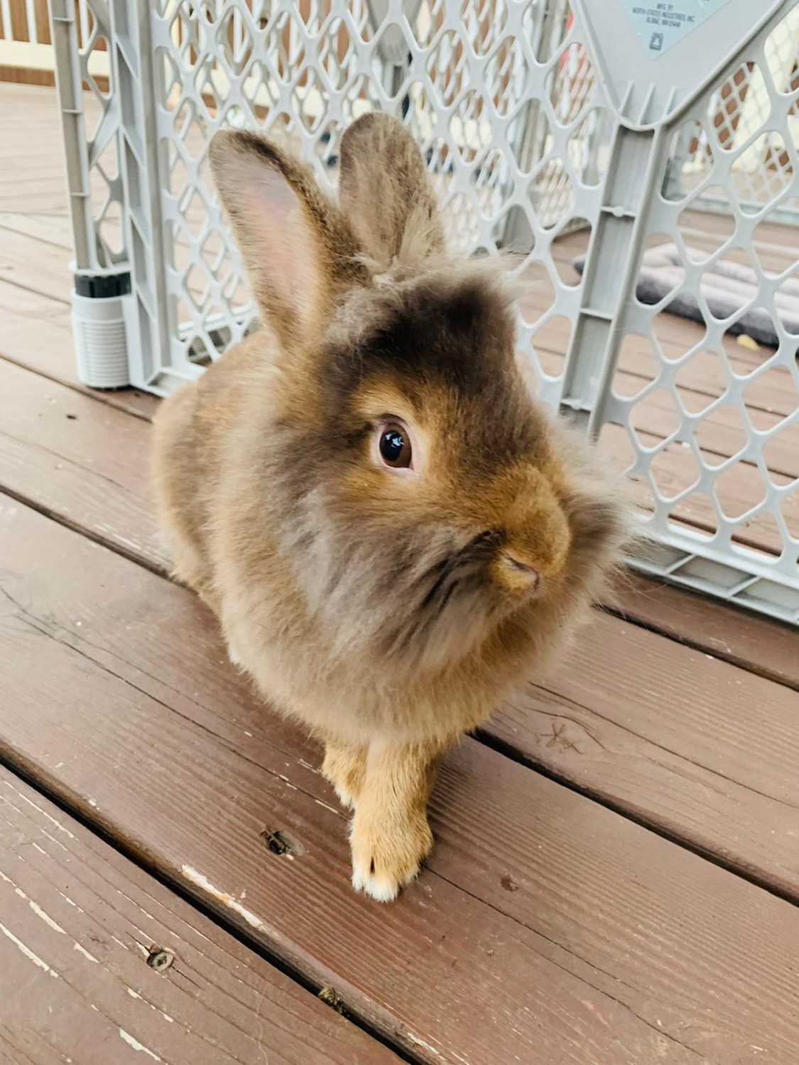 Lionhead rabbit Rabbits For Sale | San Antonio, TX #353279