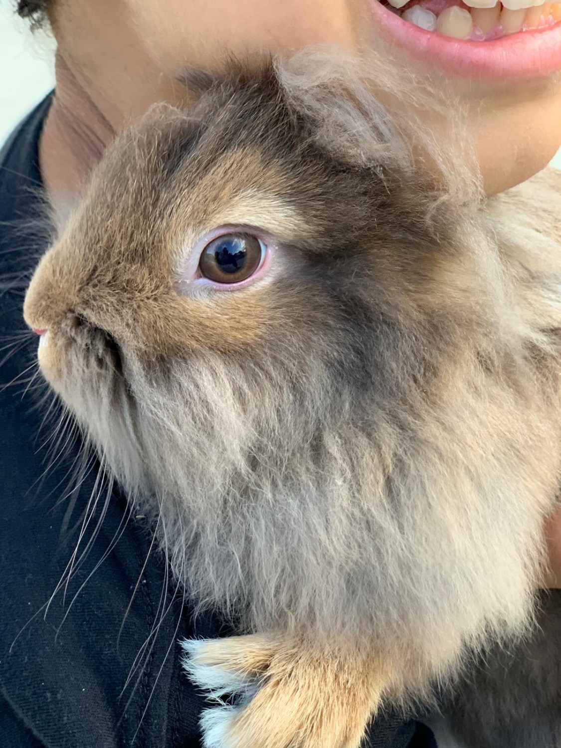 Lionhead rabbit Rabbits For Sale | San Antonio, TX #353279