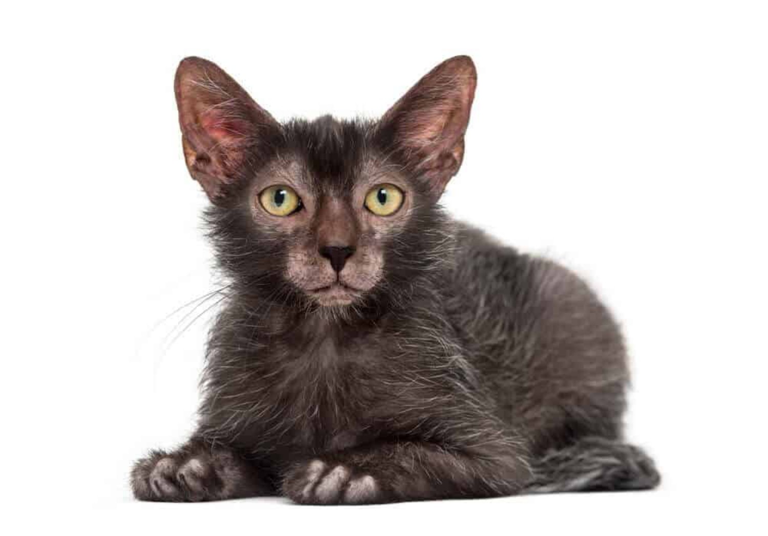 Lykoi vs American Bobtail - Breed Comparison | MyCatBreeds